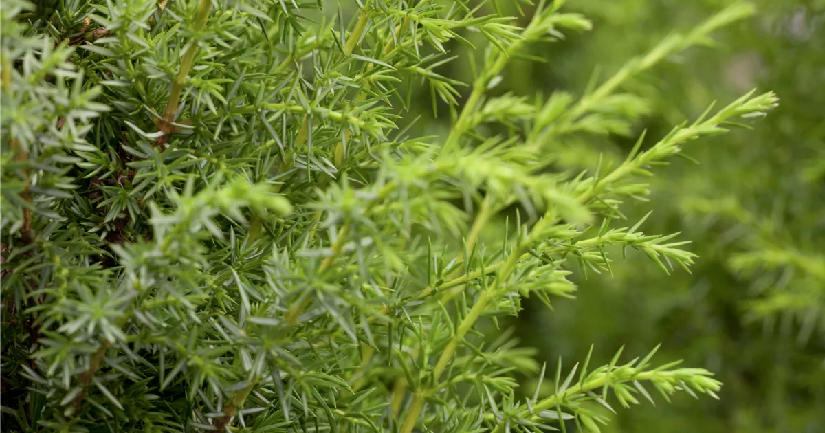 Juniperus communis, Gemeiner Wacholder - Gartenvergnuegen Lochte