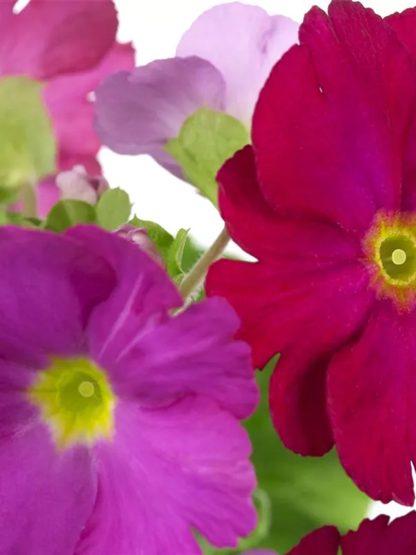 Primula obconica 'Touch Me'®, Becher-Primel 'Touch Me ...